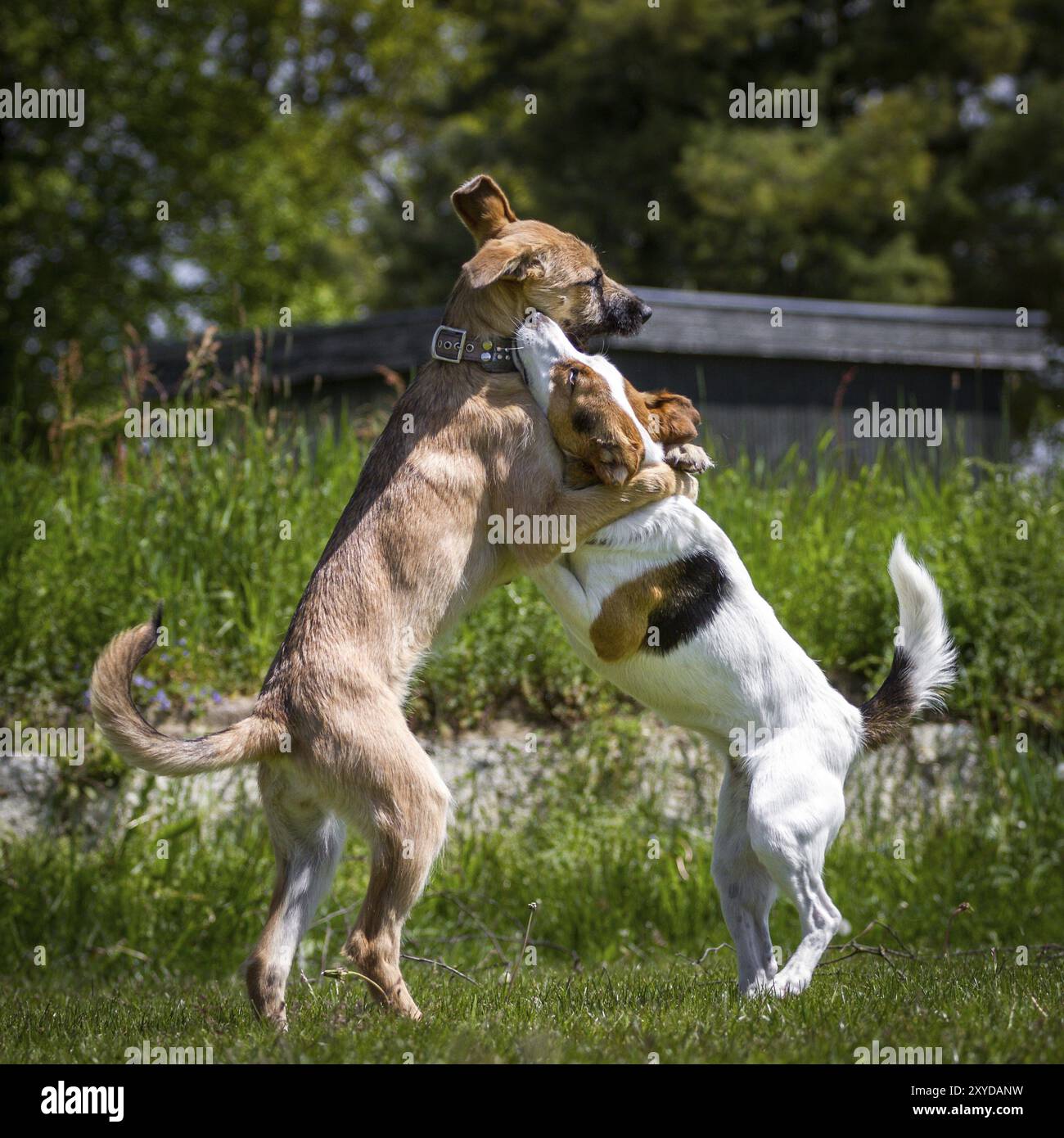 Two young dogs play standing on their hind legs, giving the impression ...