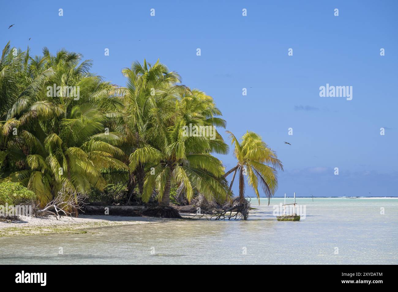 Coconut palm (Cocos nucifera), dense coconut forest, Tetiaroa, atoll ...