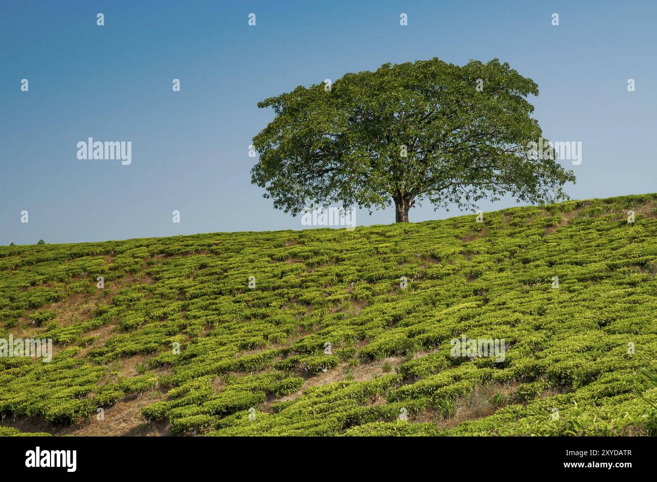 A lonestanding tree on a hill in a tea plantation, completely ...