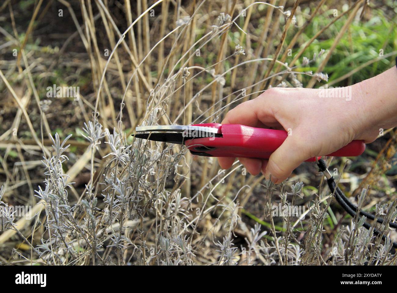 Pruning shrubs, shrub cutting Stock Photo - Alamy