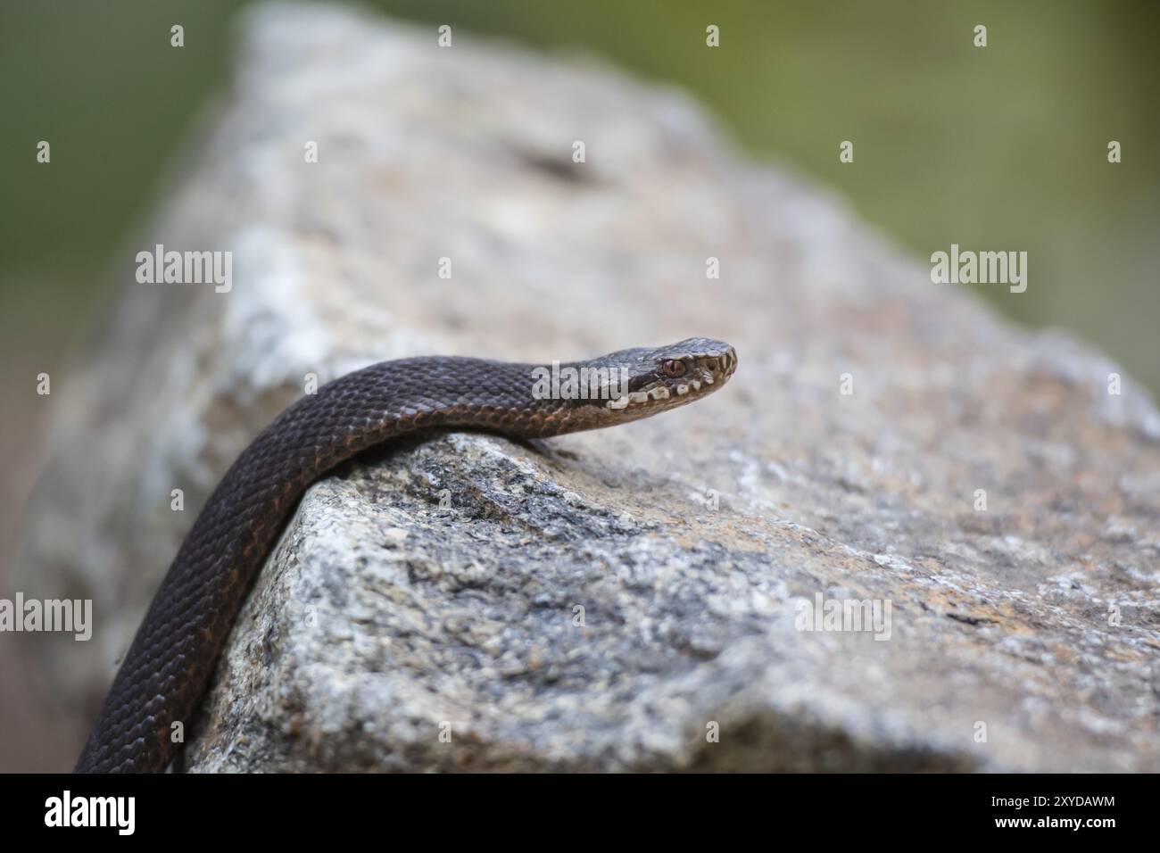 Adder, Vipera berus, common European adder Stock Photo - Alamy
