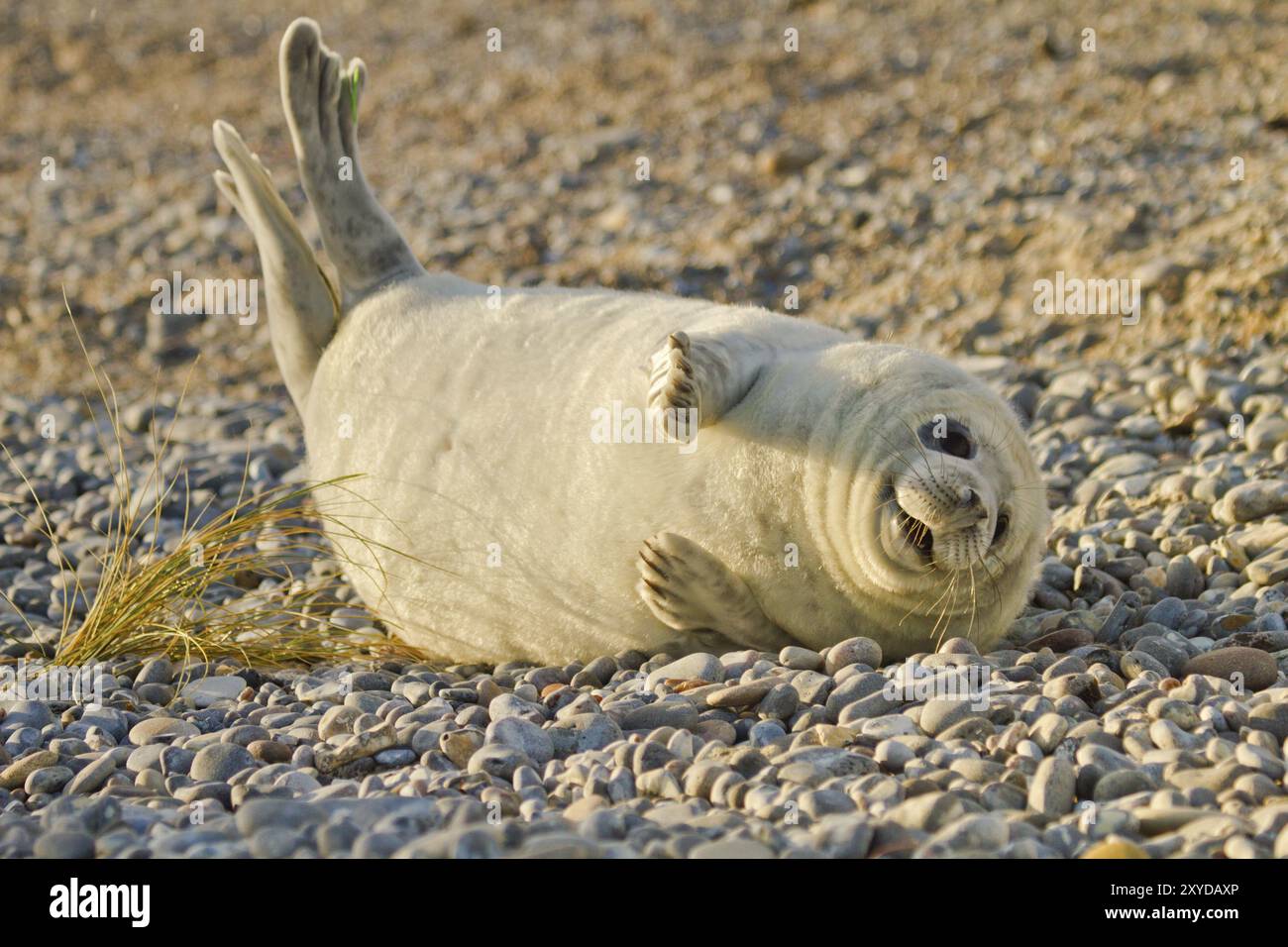 Seals on pebble beach hi-res stock photography and images - Alamy