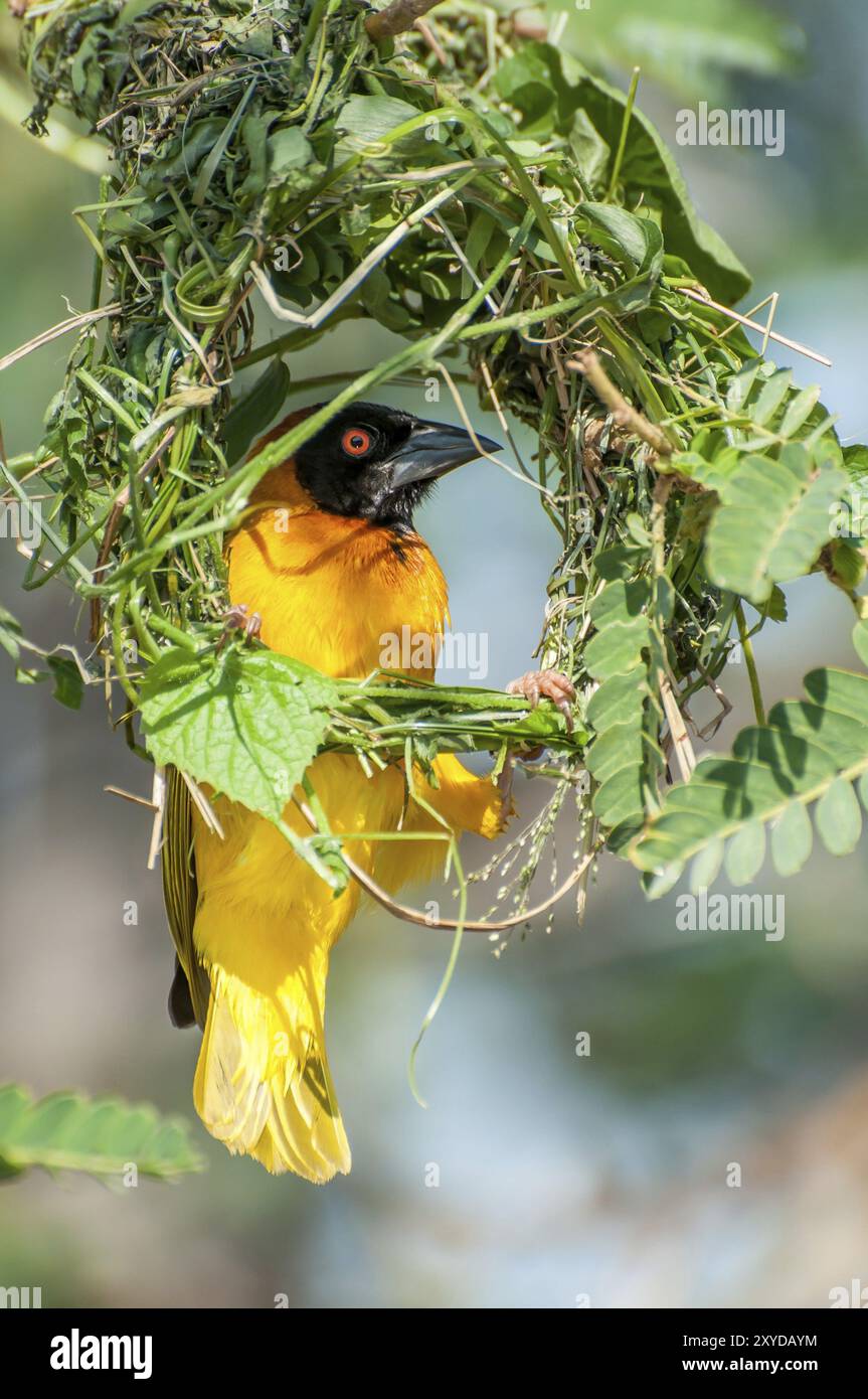 A yellow masked weaver is sitting on an incomplete nest which he is ...