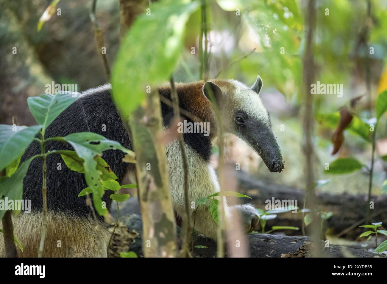 Northern tamandua (Tamandua mexicana), adult, foraging in the ...