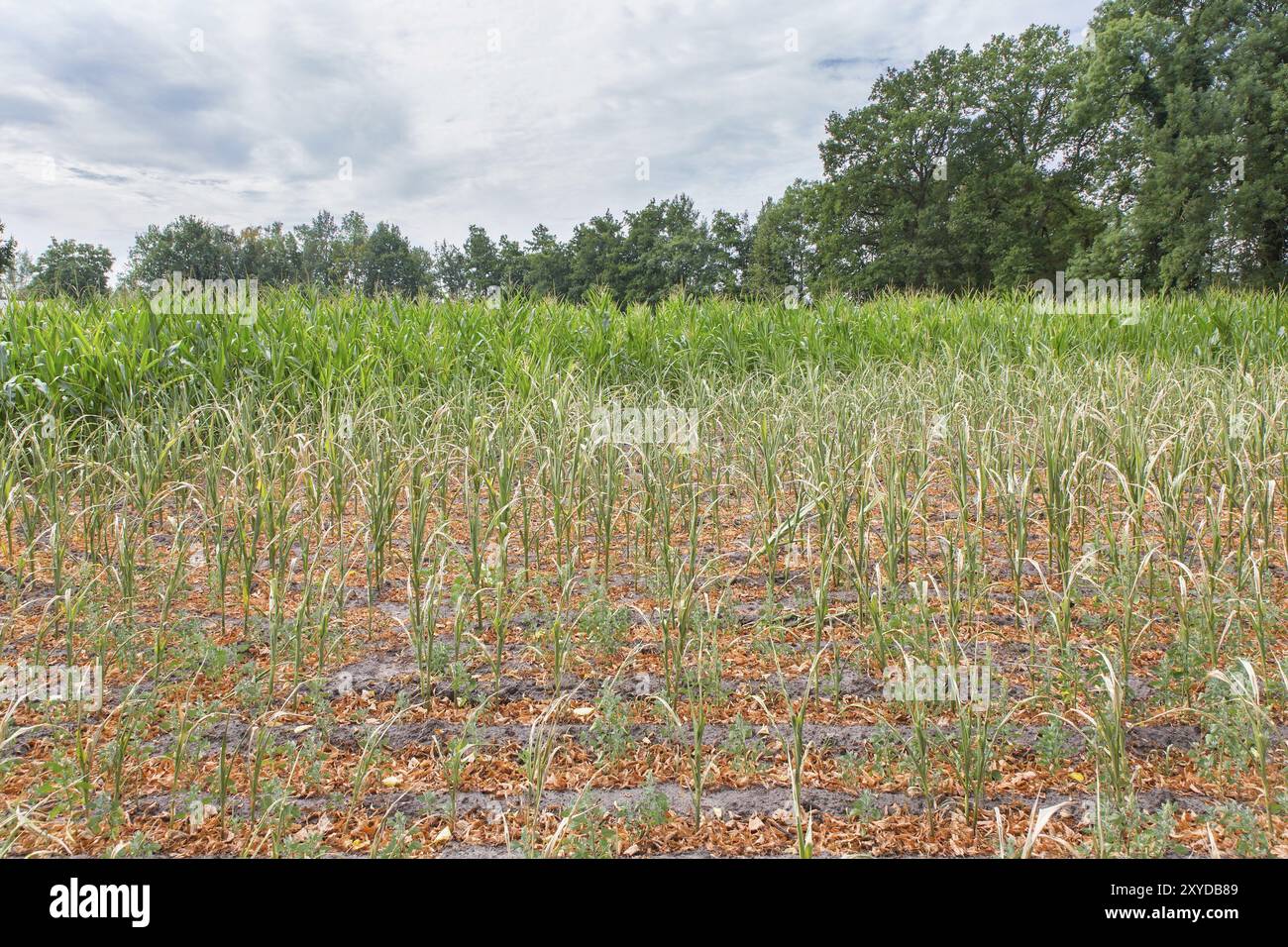 Agricultural damage drought in corn plants that dry out in summer Stock ...