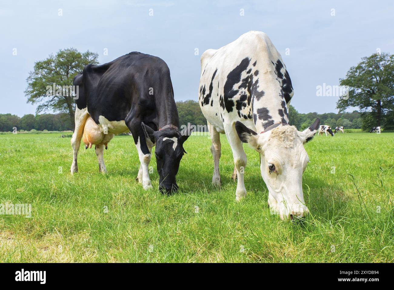 Two dutch milk cows eating grass in green pasture Stock Photo - Alamy