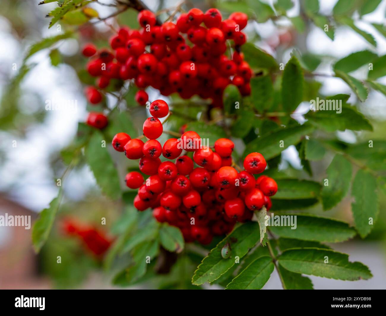 Sorbs berries hi-res stock photography and images - Alamy