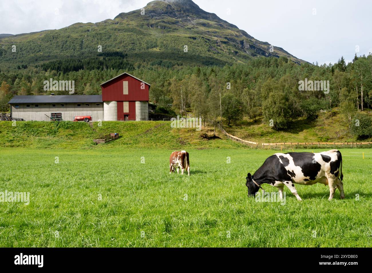 the beautiful landscapes of the Norwegian fjords Stock Photo - Alamy