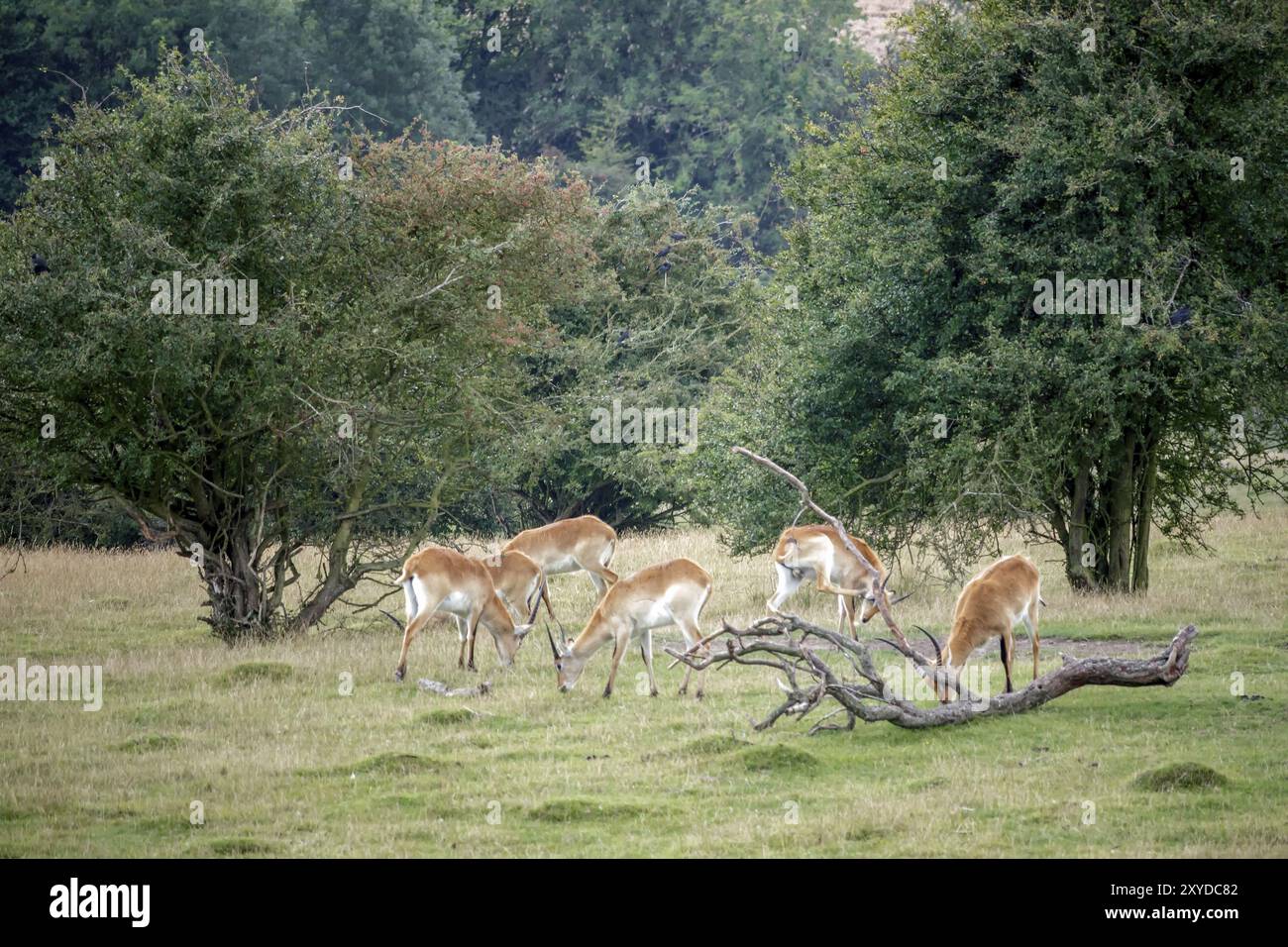 Group several people feeding hi-res stock photography and images - Alamy