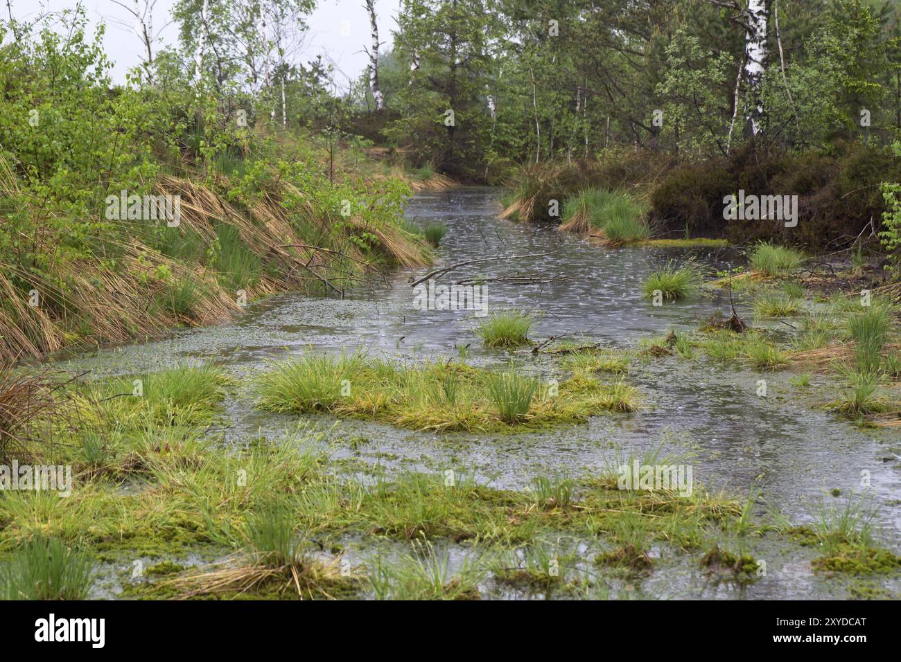 Bog in nicklheim hi-res stock photography and images - Alamy