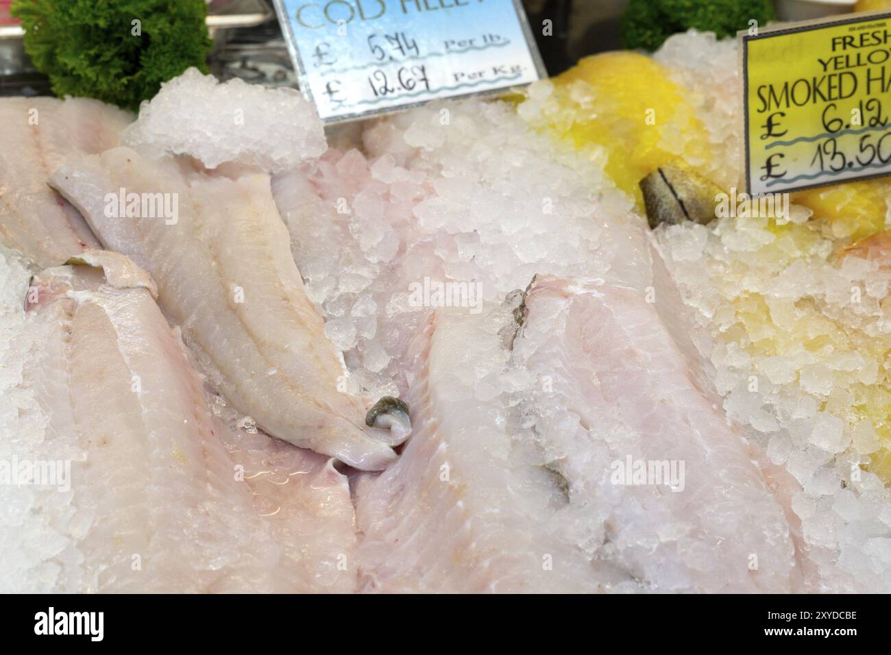 North atlantic cod gadus morhua hi-res stock photography and images - Alamy