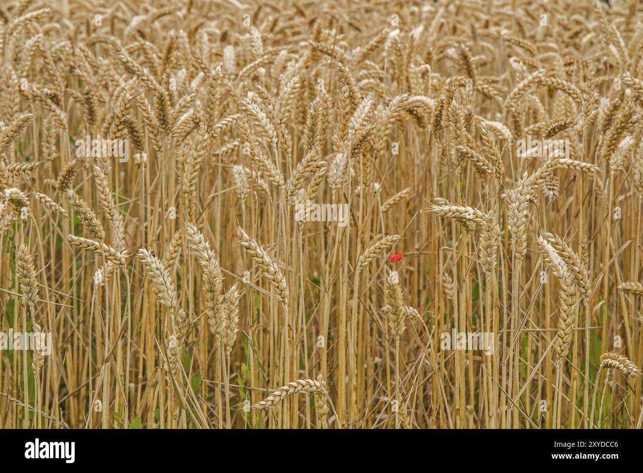 Corn field waiting harvest hi-res stock photography and images - Alamy