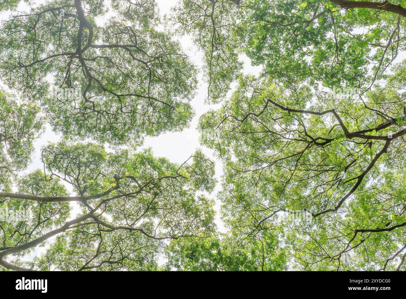 Branches of green leaves under the tree with spread branch and green ...