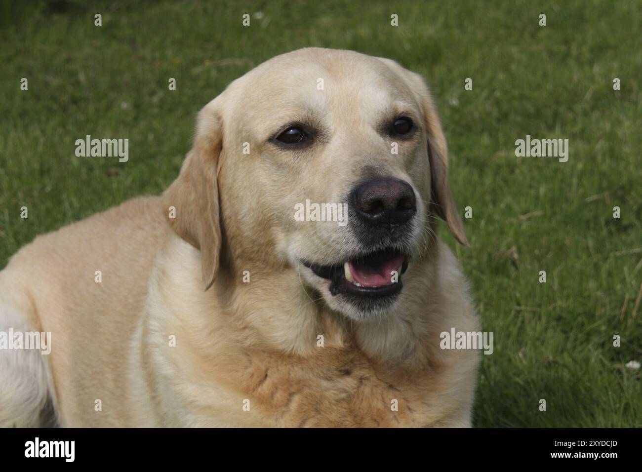 Cream coloured Labrador Retriever Stock Photo - Alamy