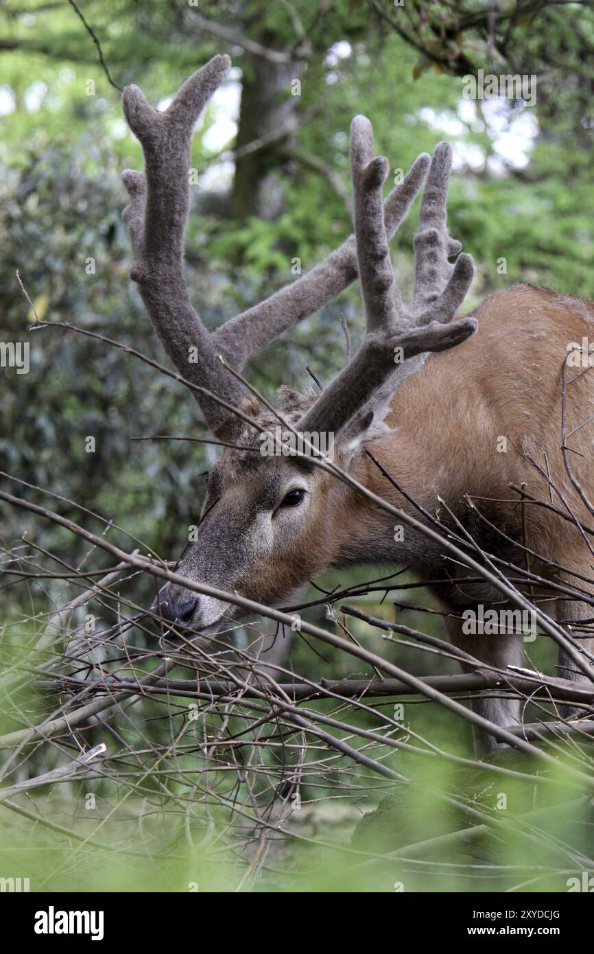 Stag of David Stock Photo - Alamy