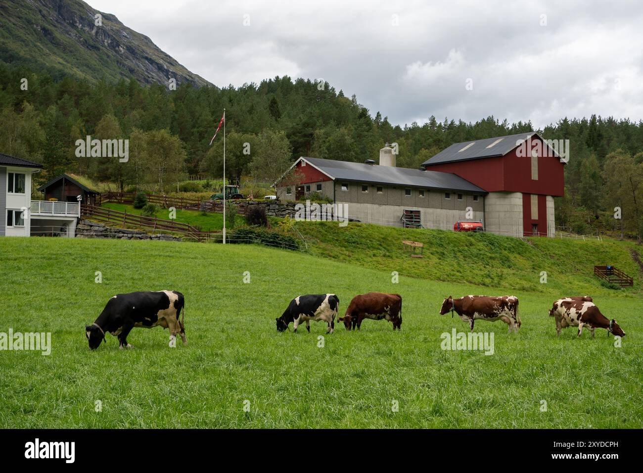 the beautiful landscapes of the Norwegian fjords Stock Photo - Alamy