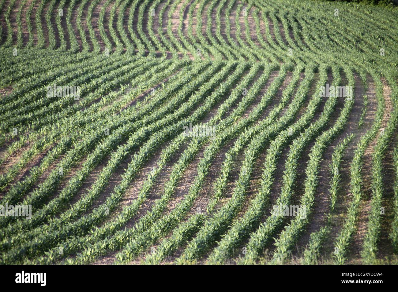 Agriculture shot rows young corn hi-res stock photography and images ...