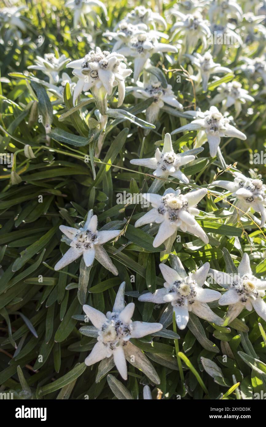 Edelweiss in the Karwendel Alps Stock Photo - Alamy