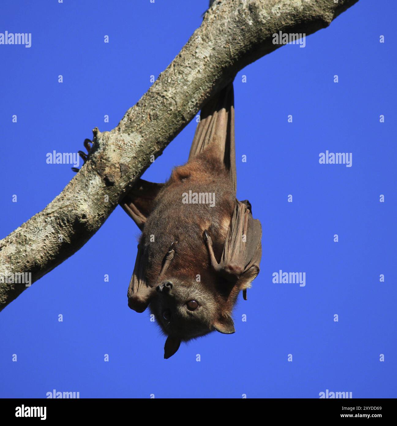 Halloween symbol bat. Flying fox also named fruit bat. Wild animal ...