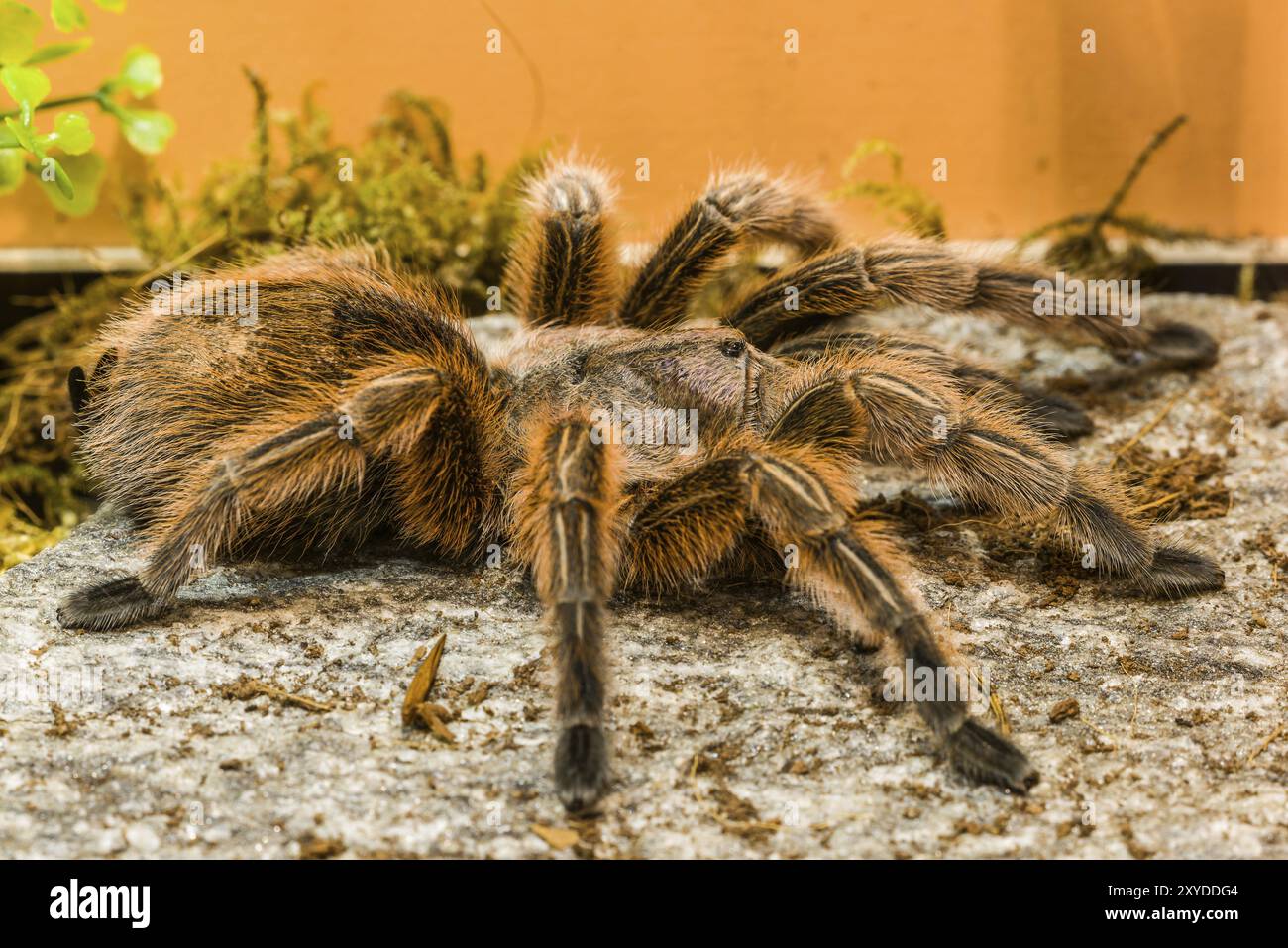 Poisonous tarantula in a terrarium Stock Photo - Alamy