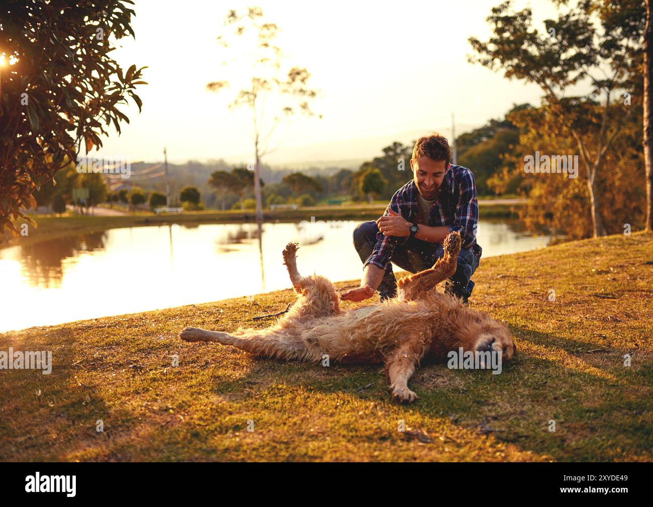 Belly rub, outdoor and man with dog, nature and relax with golden ...