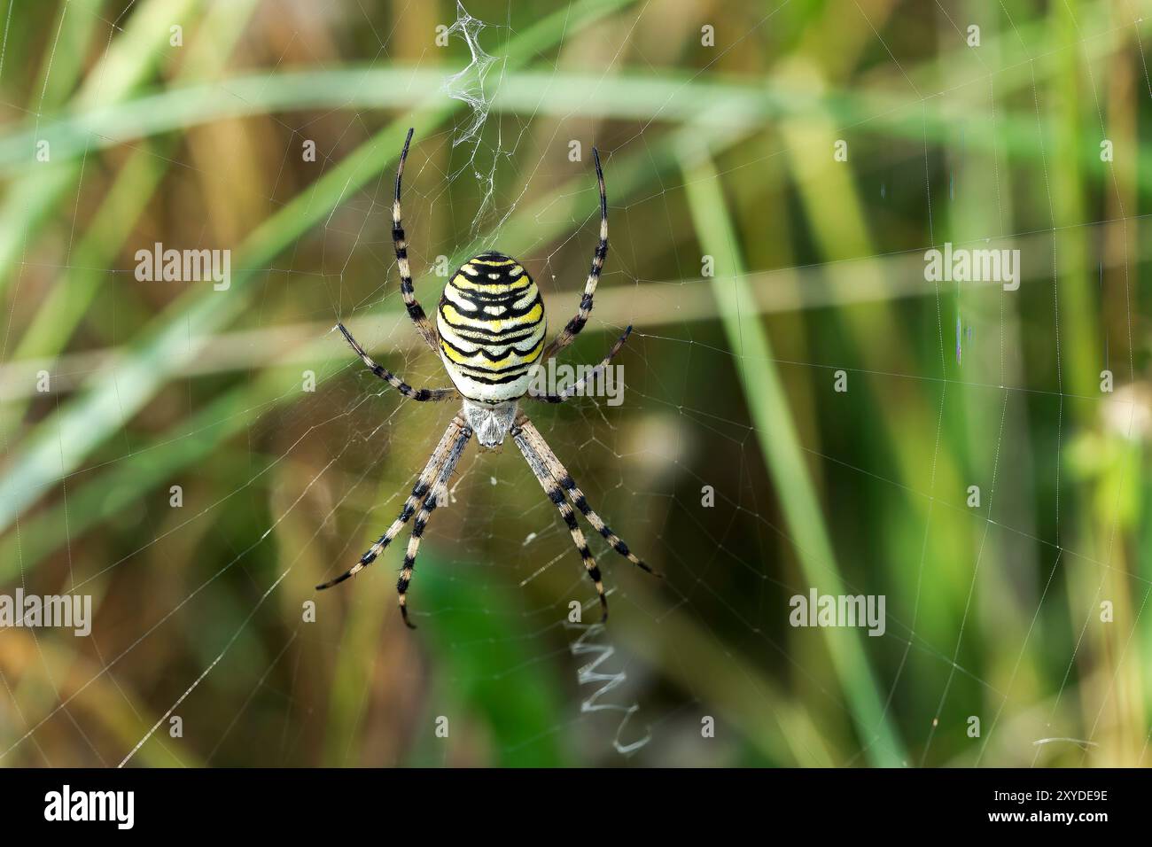 Grasshopper in spiders web hi-res stock photography and images - Alamy