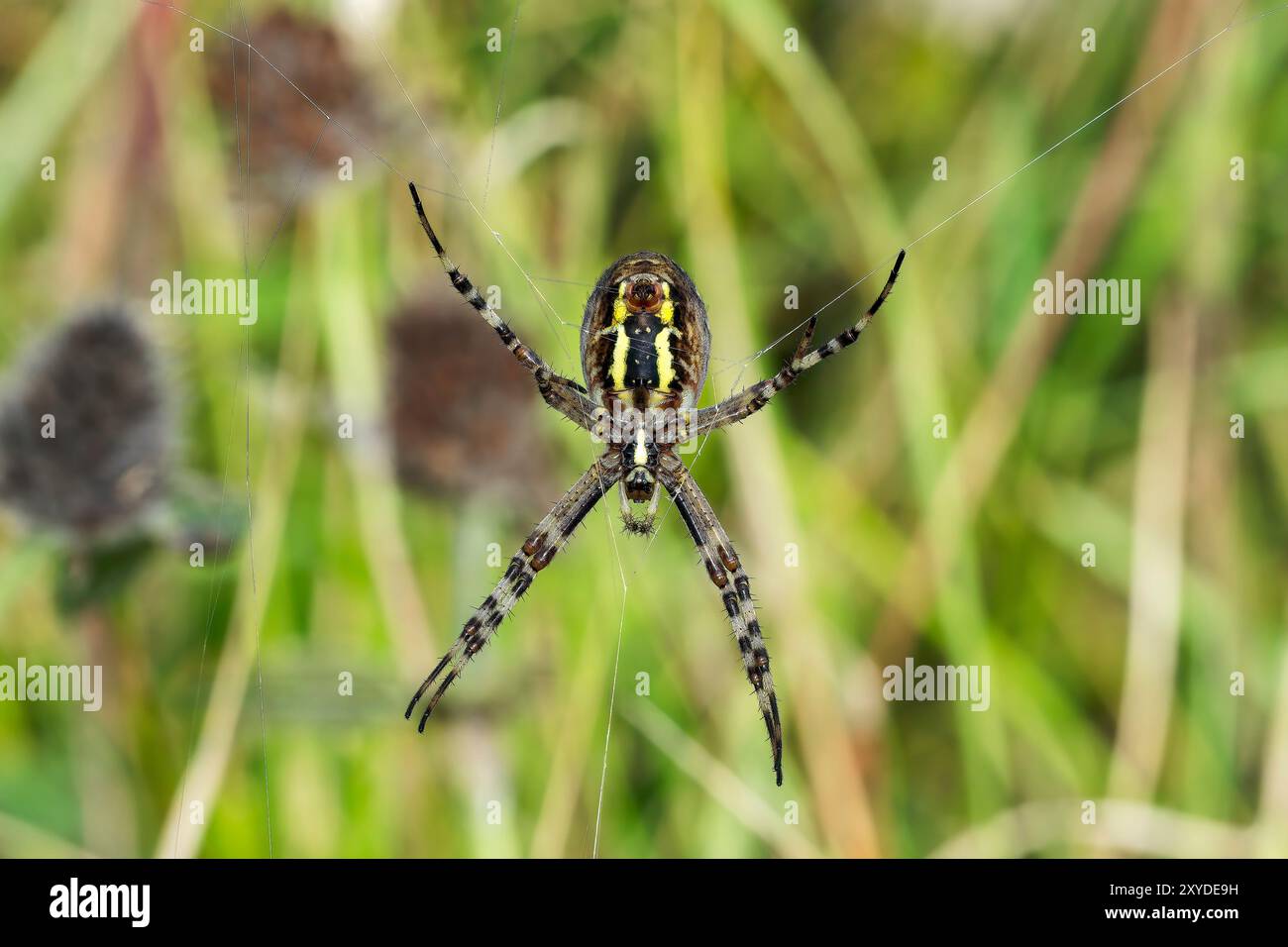 Grasshopper in spiders web hi-res stock photography and images - Alamy