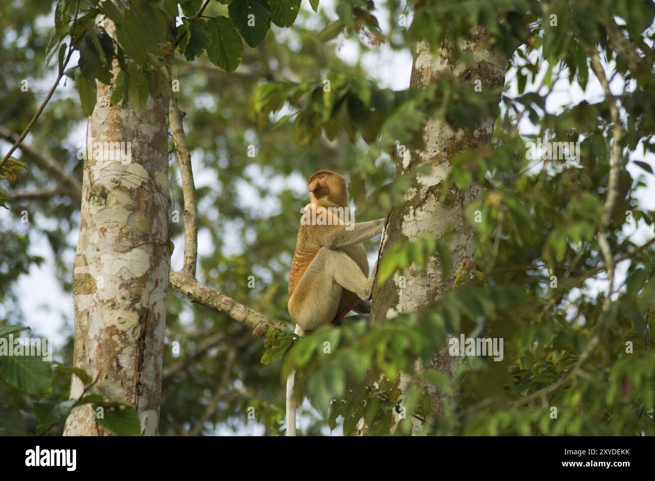 A long nosed proboscis monkey in its natural habitat in the forests of ...