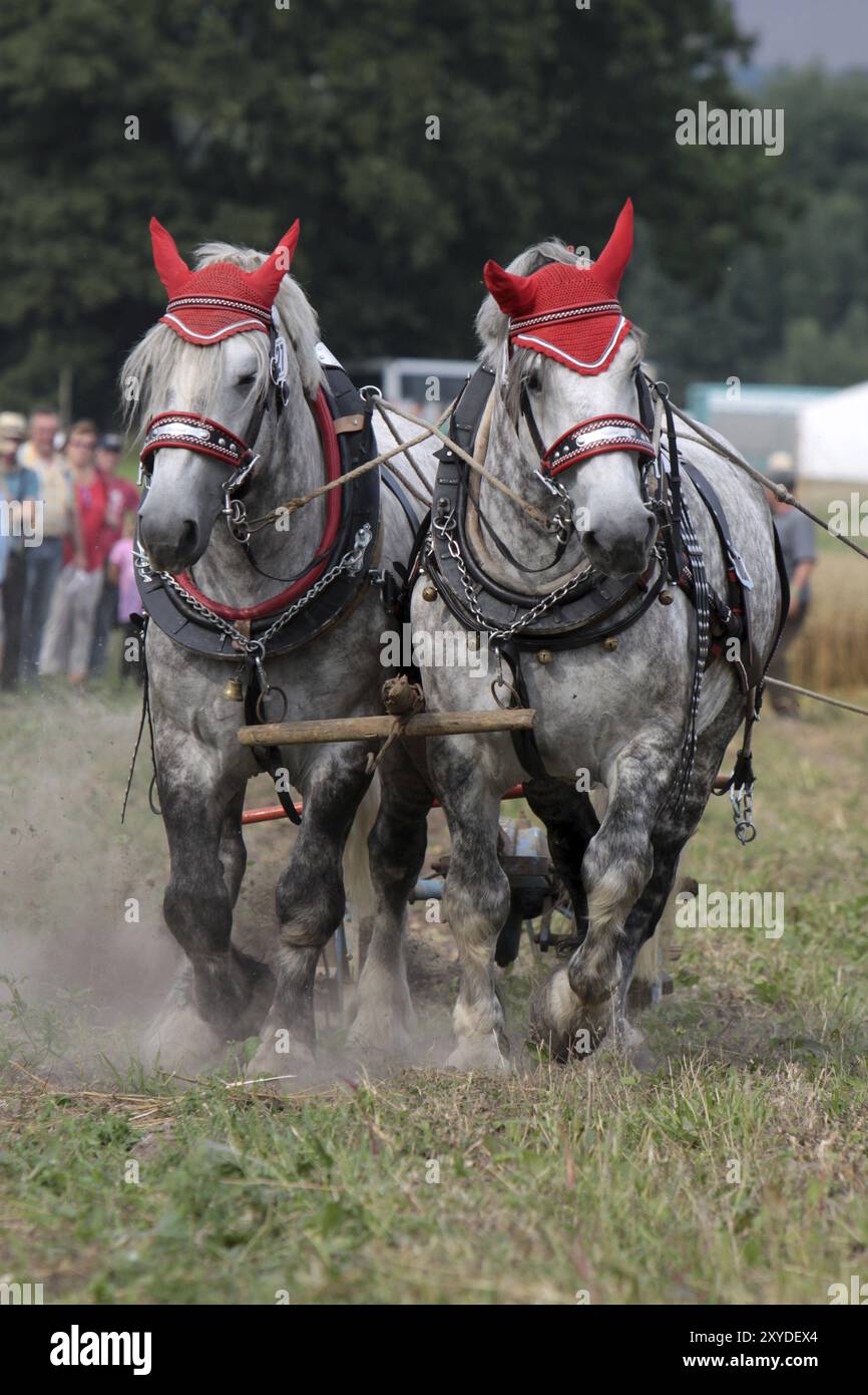 Breeding of percheron horses hi-res stock photography and images - Alamy