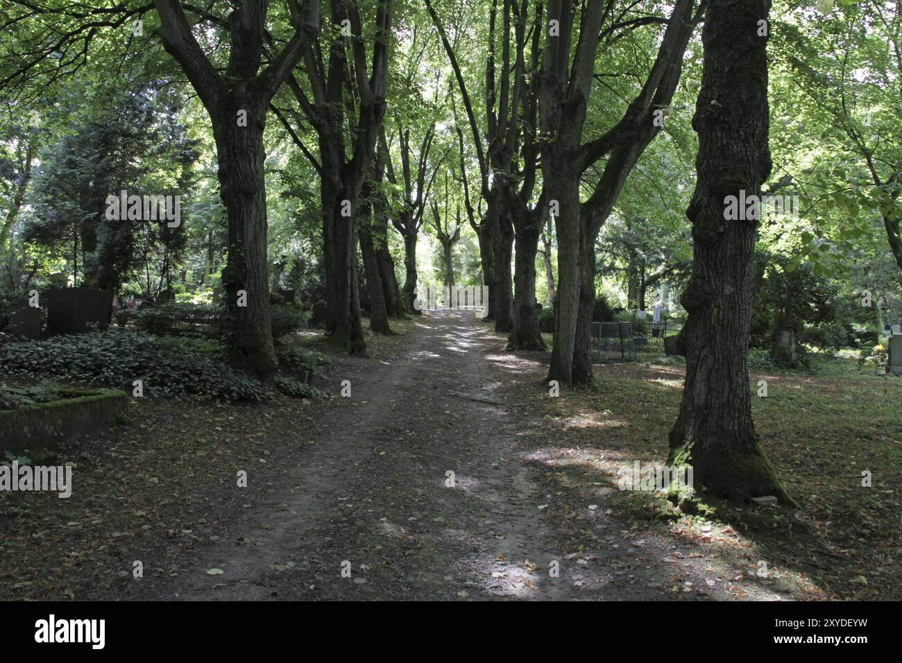 Alley at the old Schwerin cemetery Stock Photo - Alamy