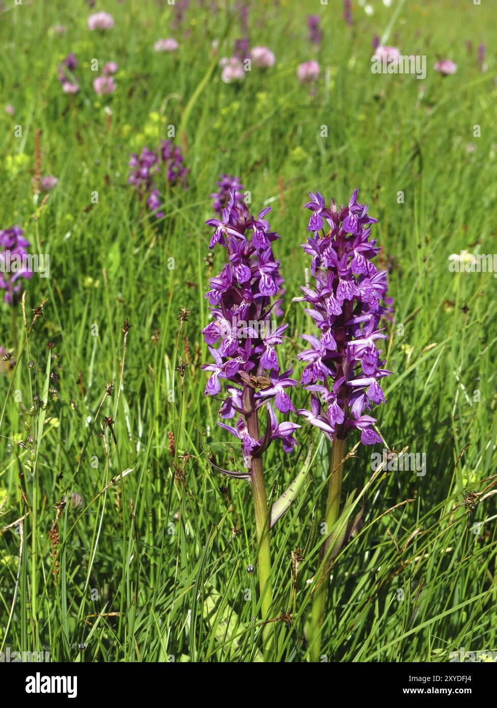 Alpine wild orchids hi-res stock photography and images - Alamy