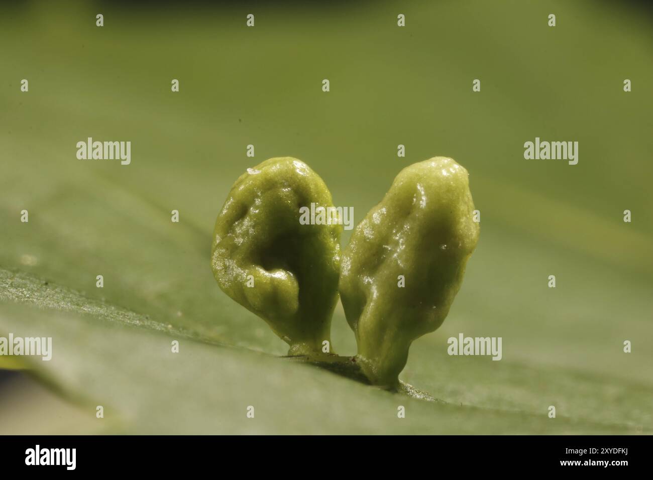 Plant galls on sugar maple Stock Photo - Alamy