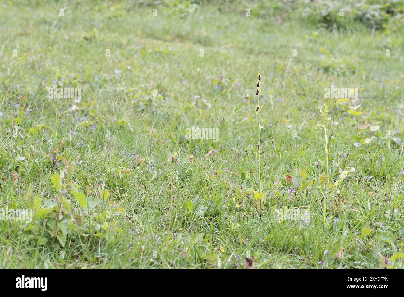 Fly orchid (Ophrys insectifera), complete plants in a wild meadow ...