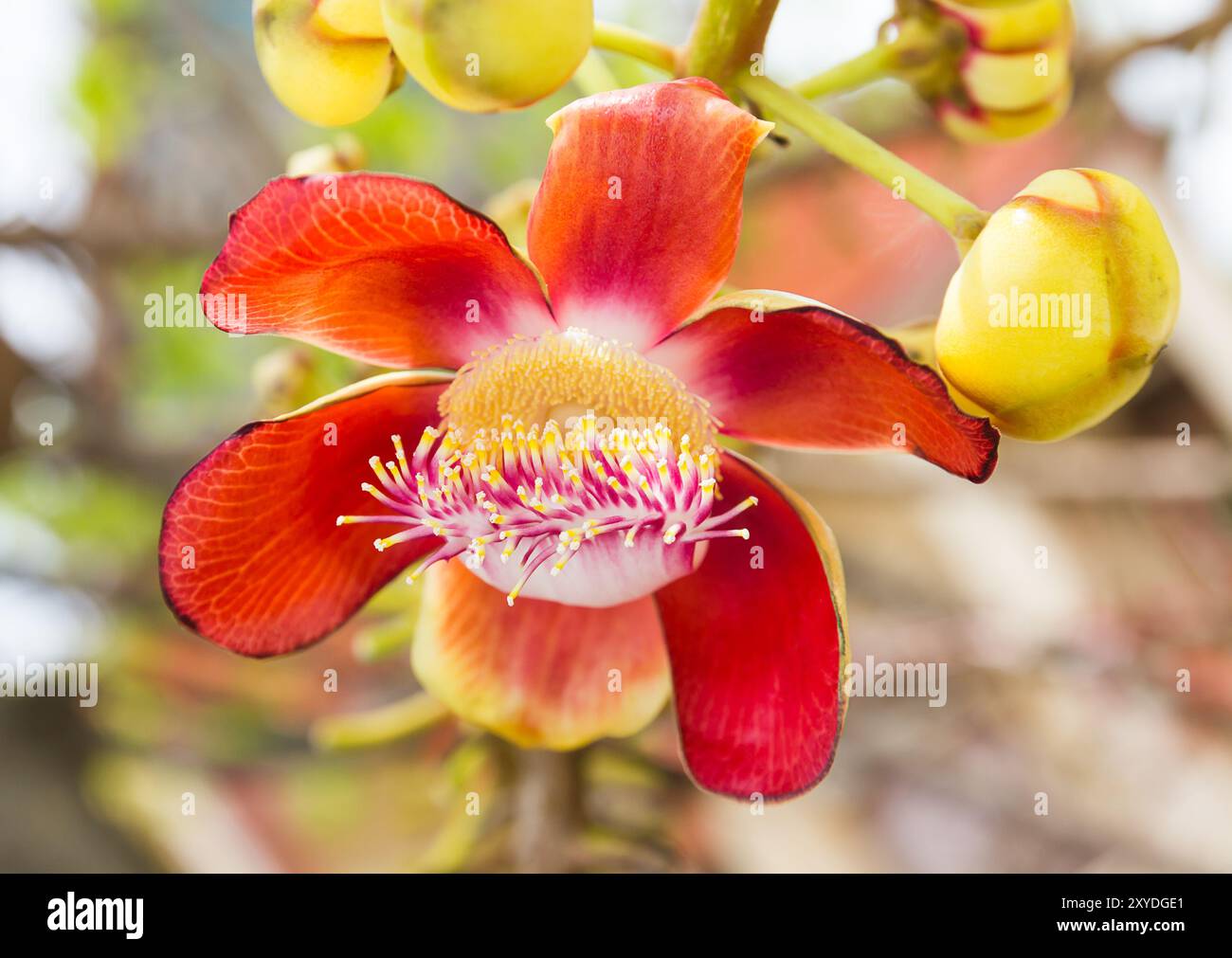 Sal tree india hi-res stock photography and images - Alamy