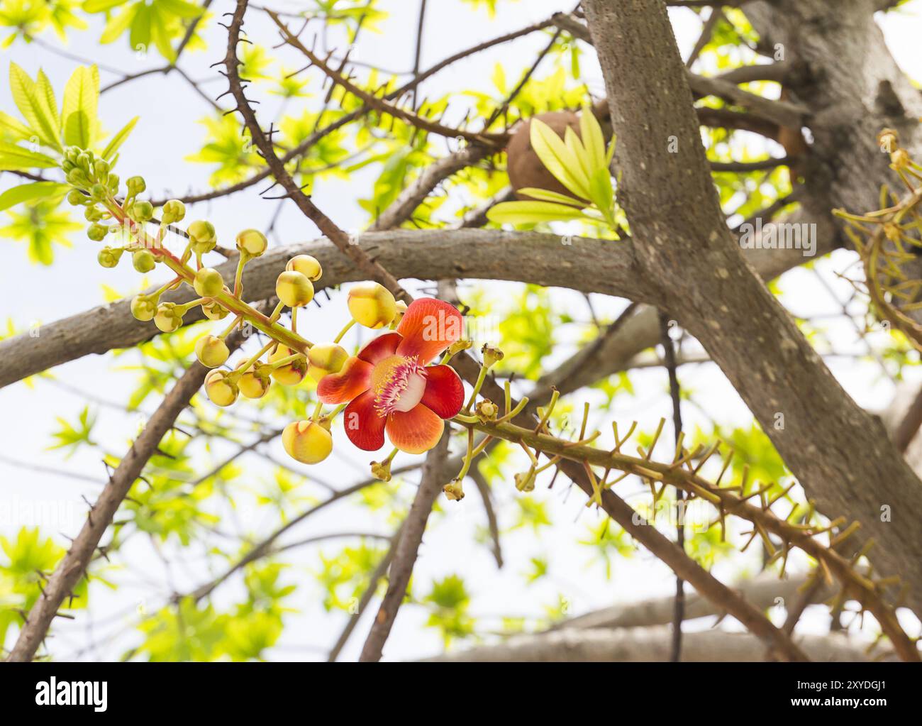 Sal tree hi-res stock photography and images - Alamy
