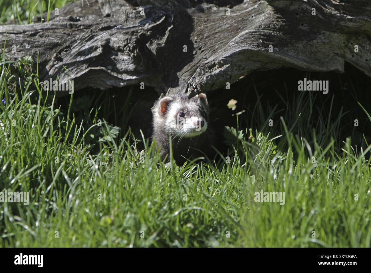 Polecats forest hi-res stock photography and images - Alamy