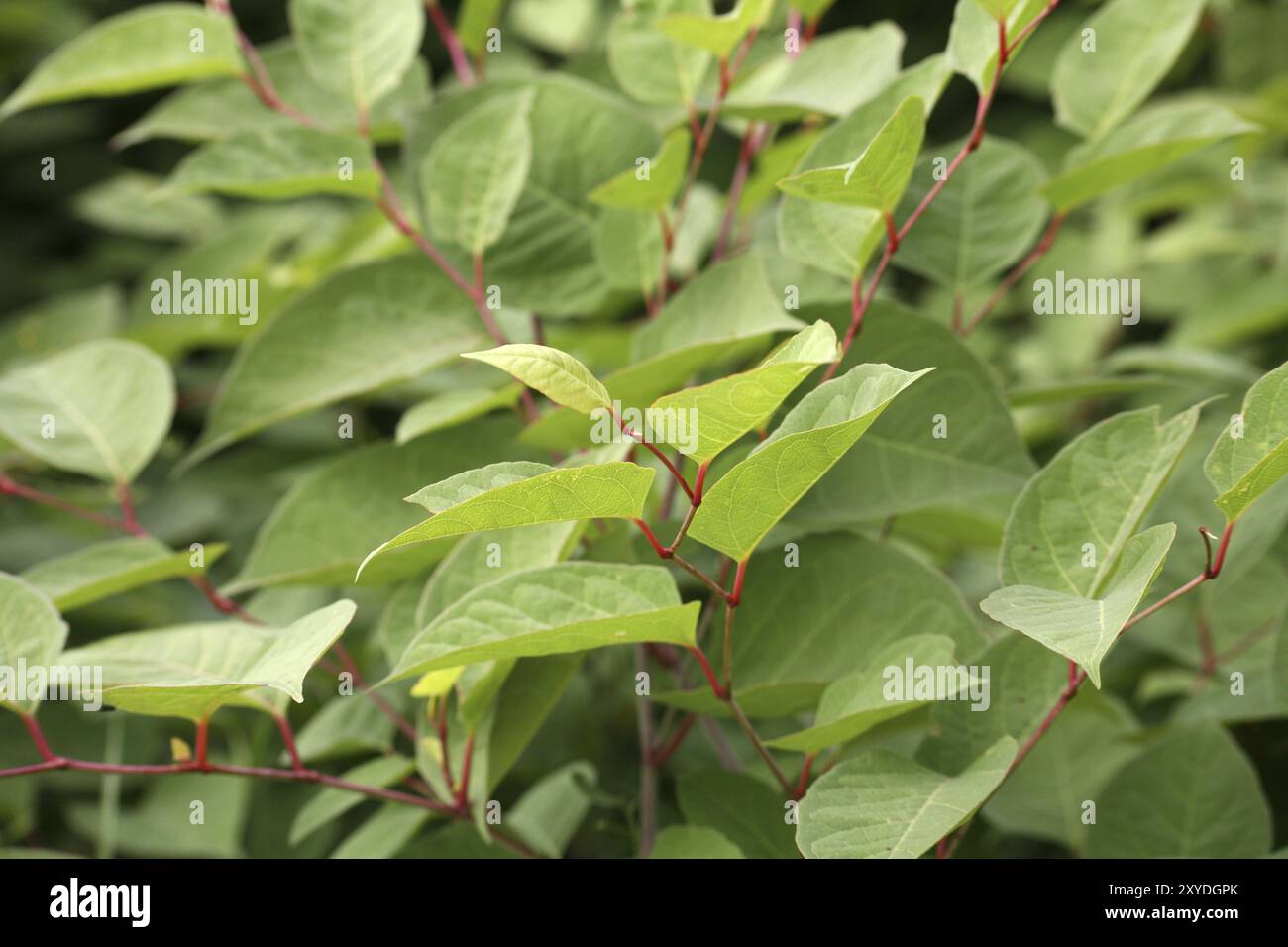 Japanese knotweed is a neophyte (a botanical newcomer), which overgrows ...