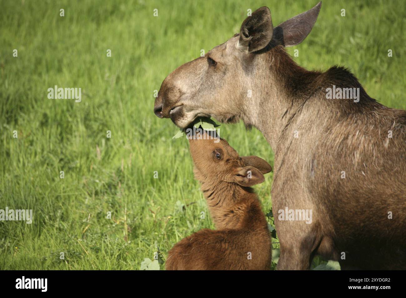 Youngs dam hi-res stock photography and images - Alamy