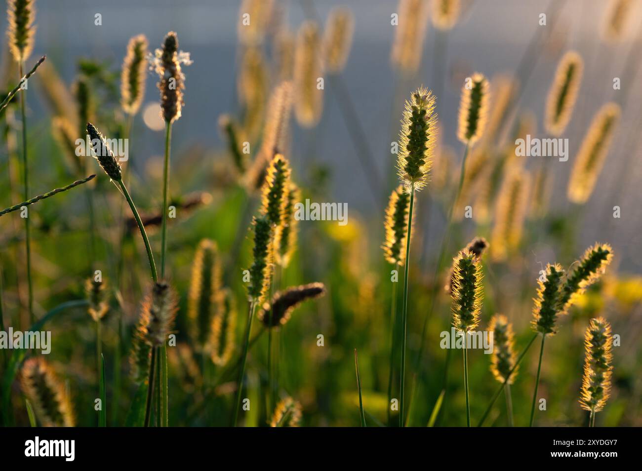 Setaria pumila hi-res stock photography and images - Alamy