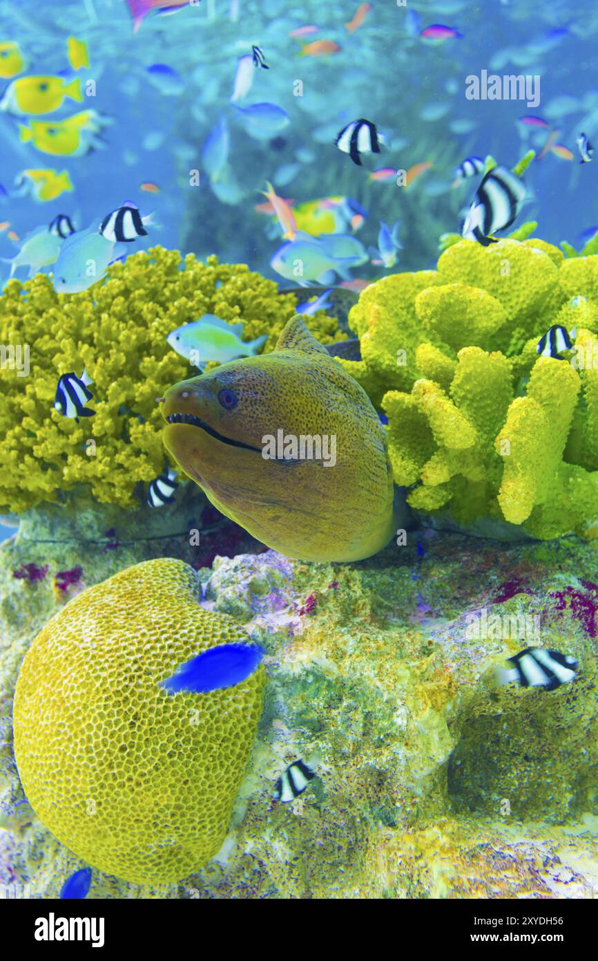 Moray eel exposes its head out for a peak among coral reef and ...