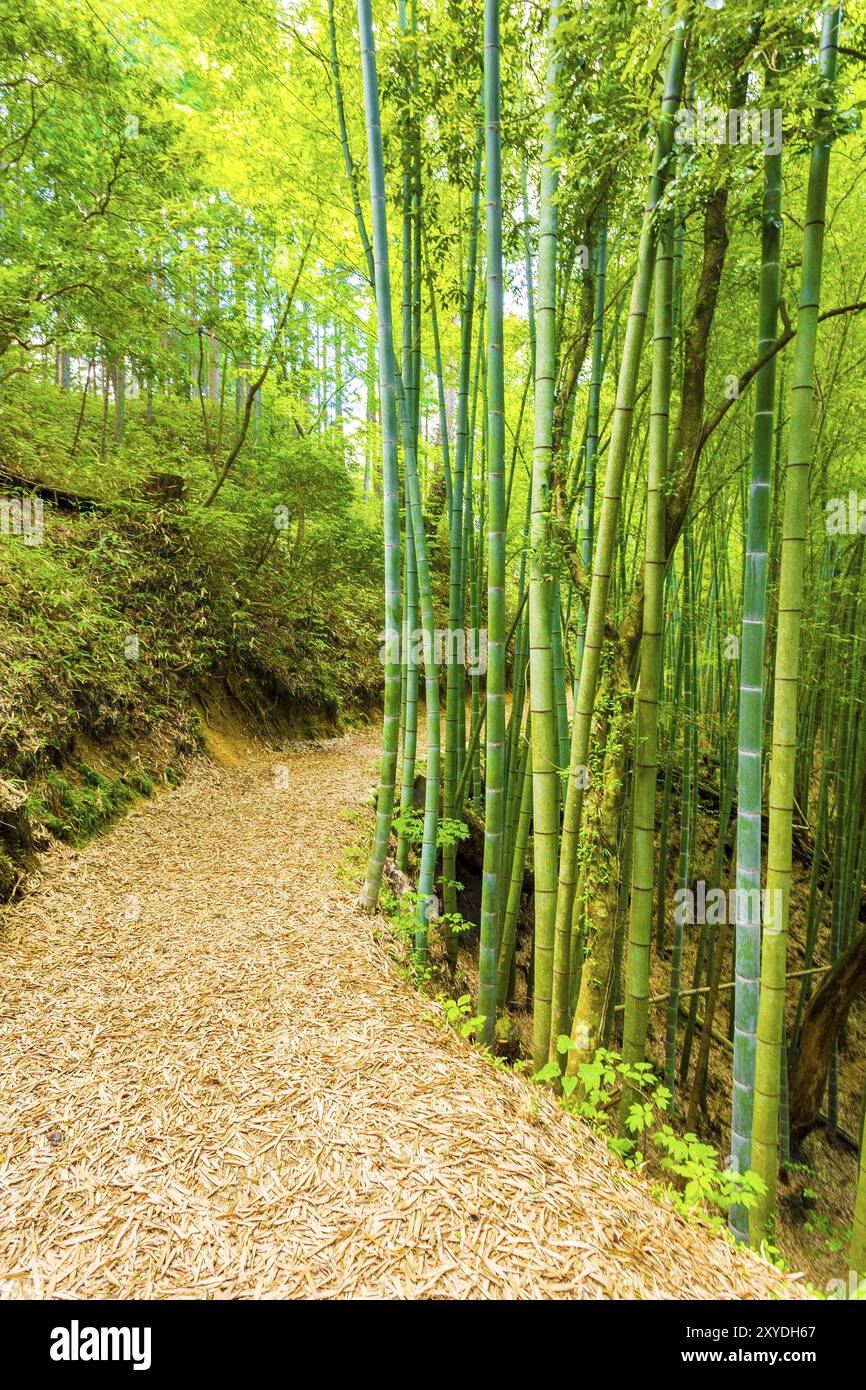 Beautiful winding leaf covered trail lined by green bamboo forest leads ...