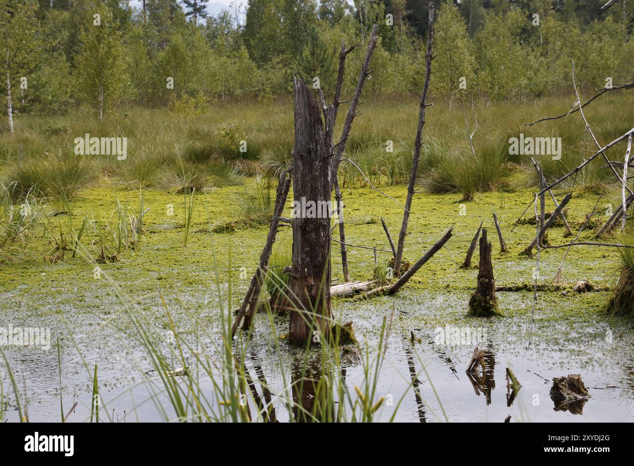 Pond silting up in Werdnsteiner moss Stock Photo - Alamy