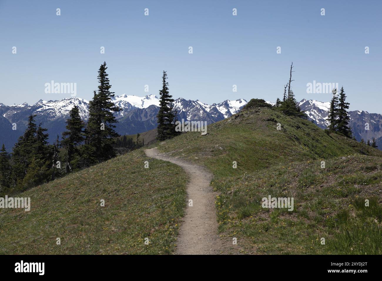 Hurricane ridge trail hi-res stock photography and images - Alamy