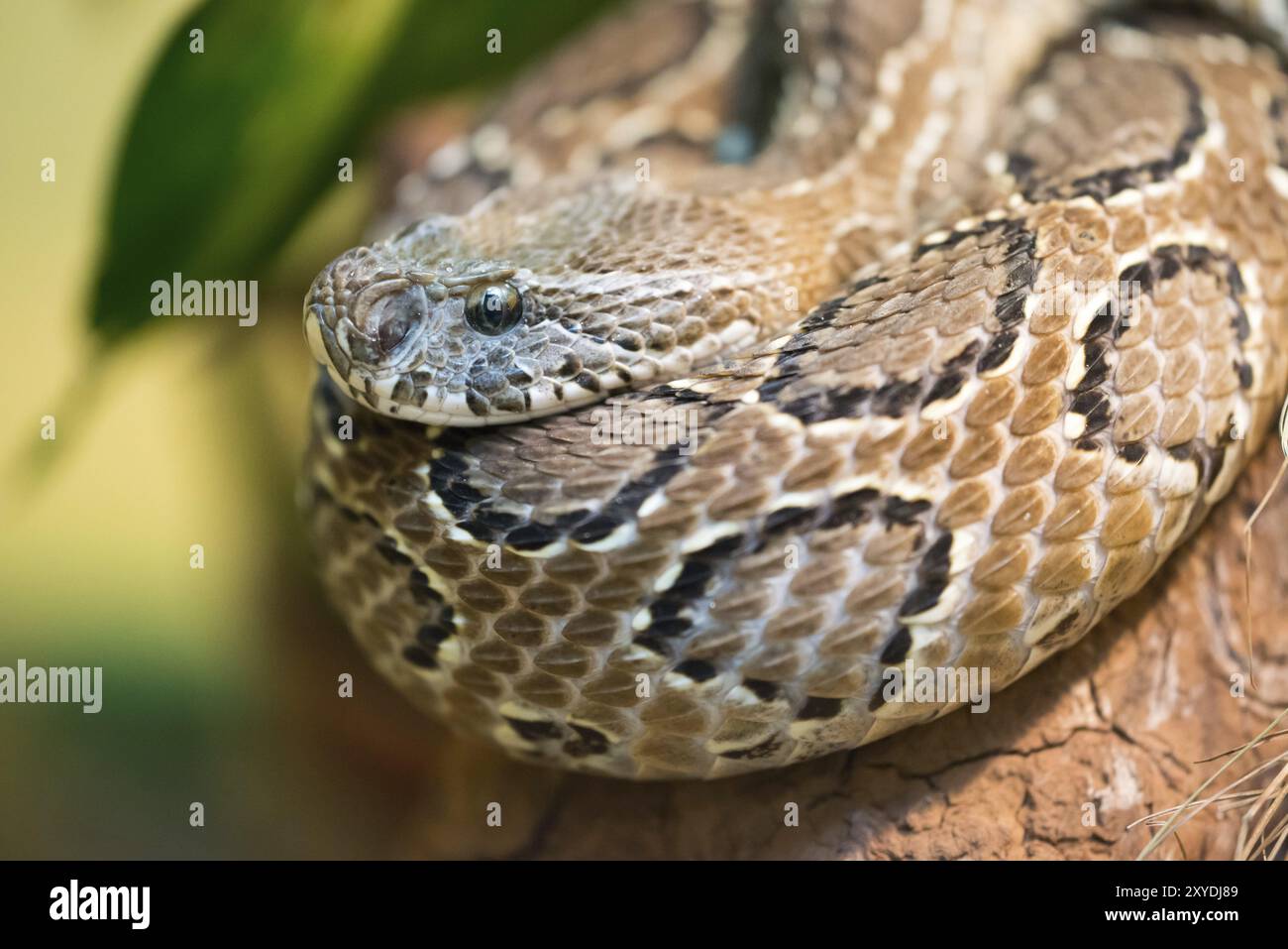 Russell's viper (Daboia russelii) is a species of venomous snake in the ...