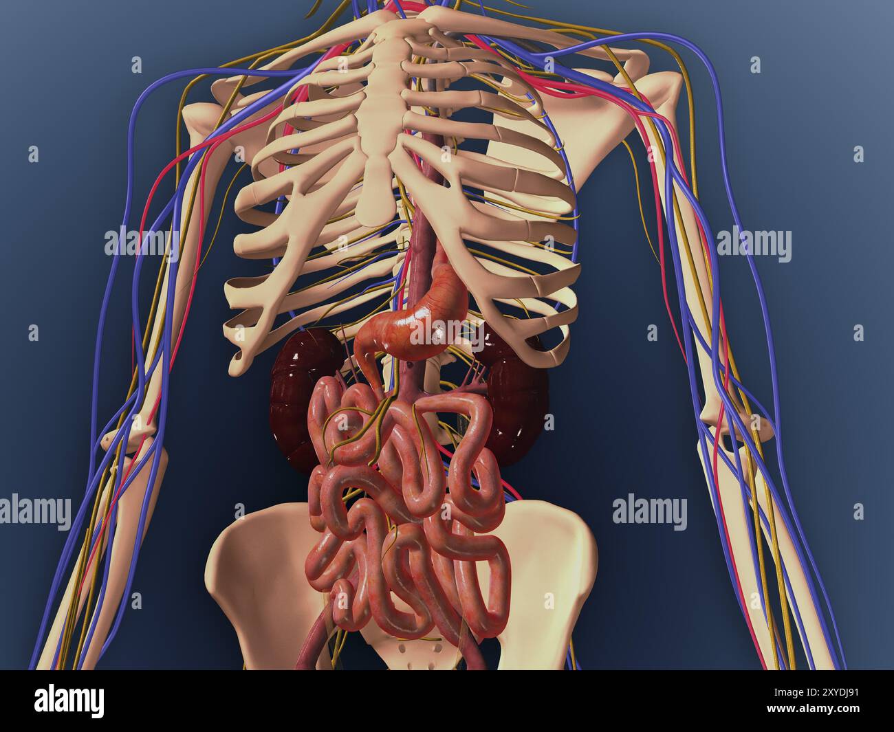 Large intestine ribs hi-res stock photography and images - Alamy