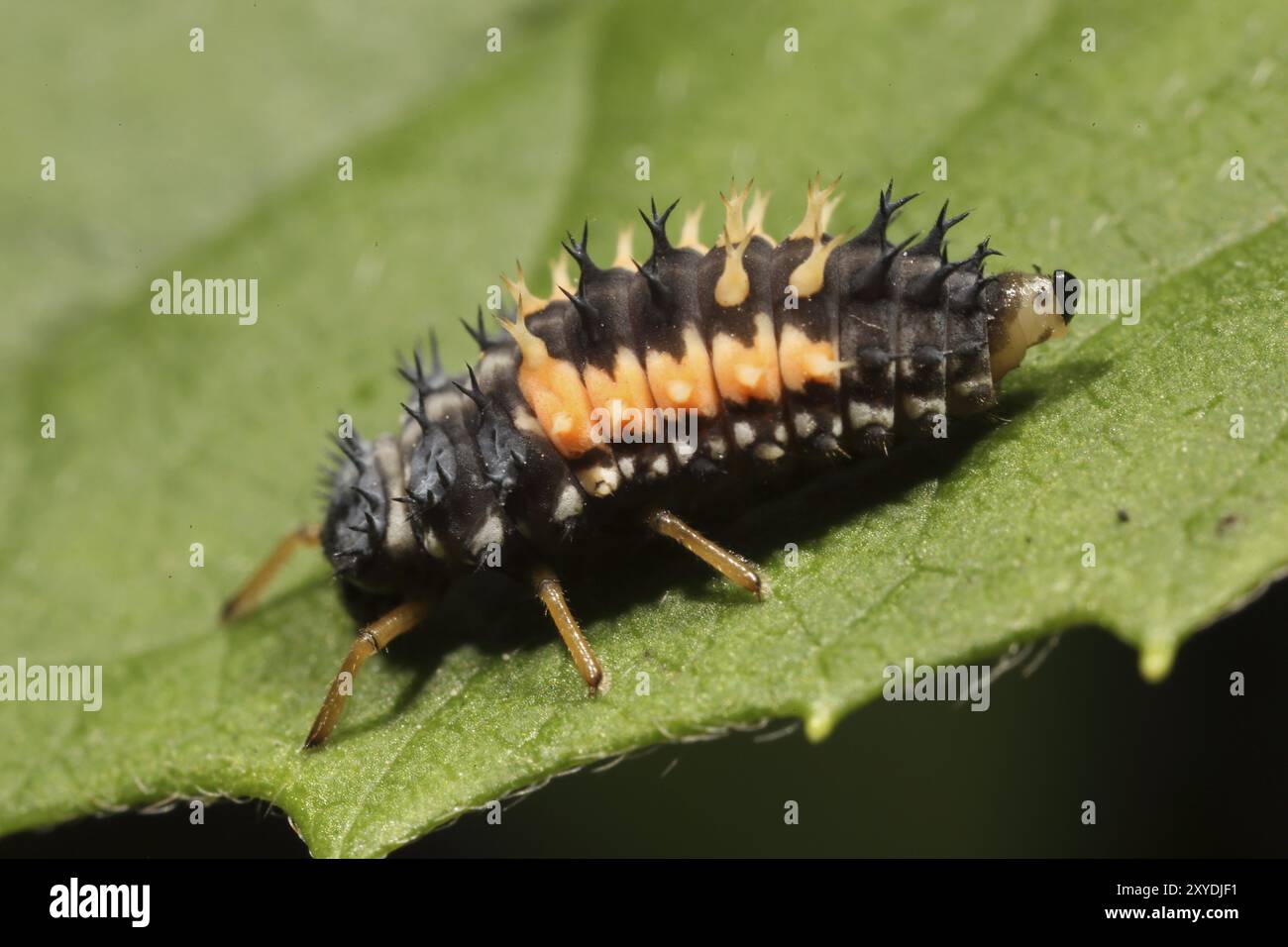 Bugs larva hi-res stock photography and images - Alamy