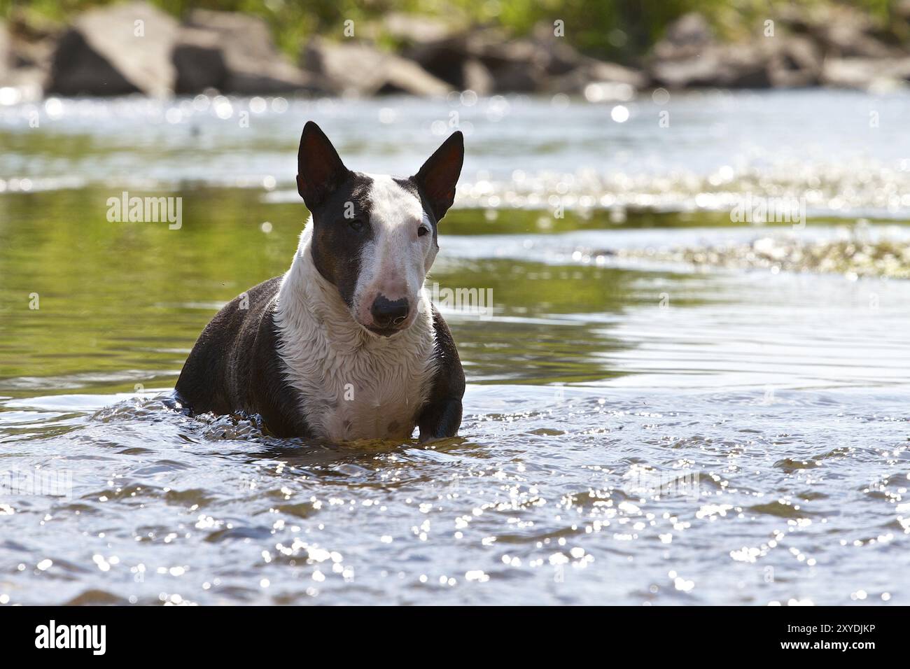 Dogs cooling off in water hi-res stock photography and images - Alamy
