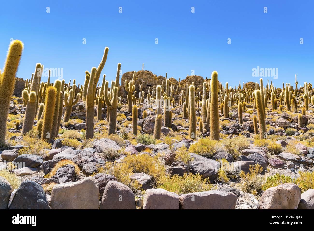 Incahuasi Island the Cactus Island in the middle of Salar de Uyuni in ...