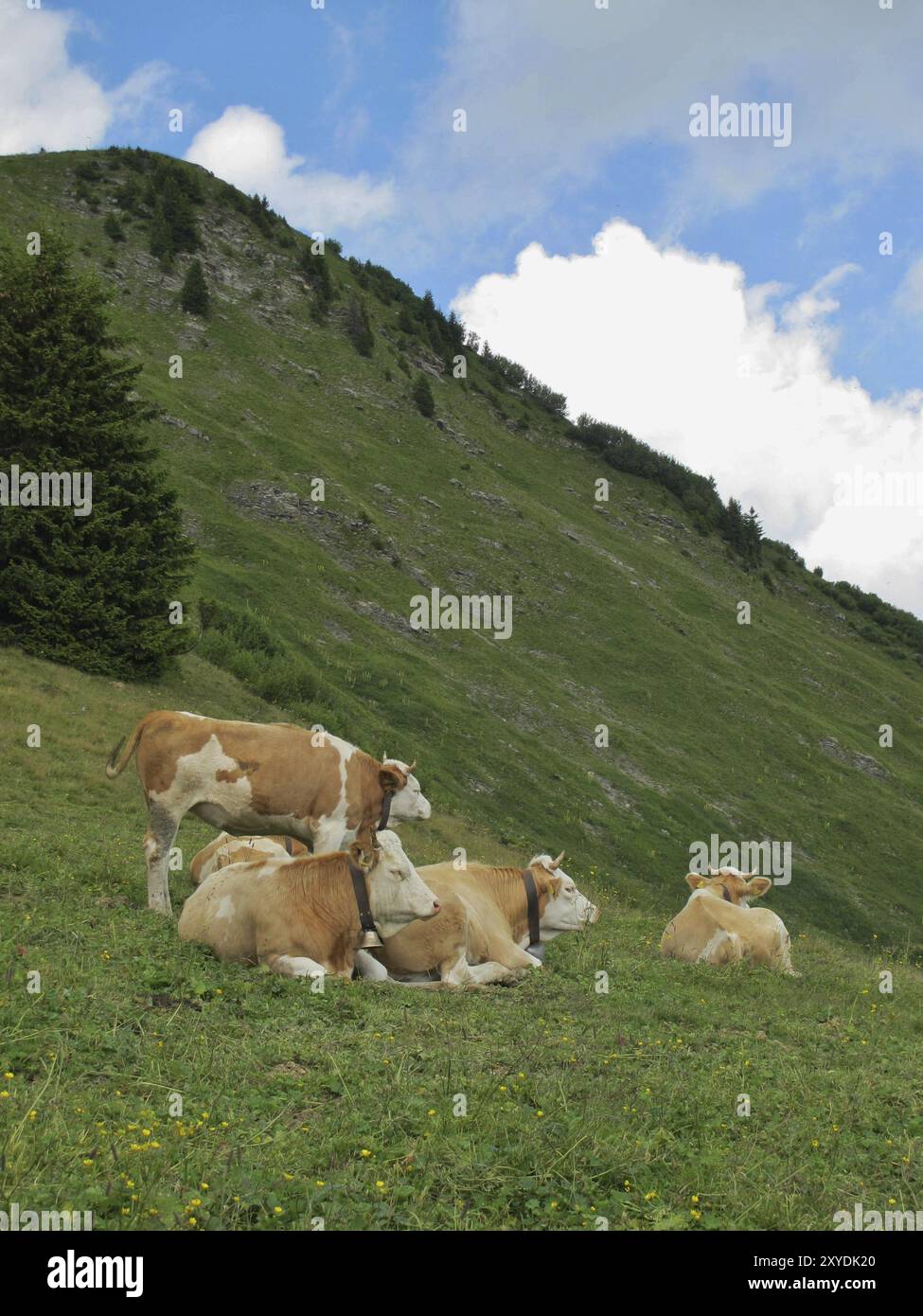 Happy cows in the Alps Stock Photo - Alamy