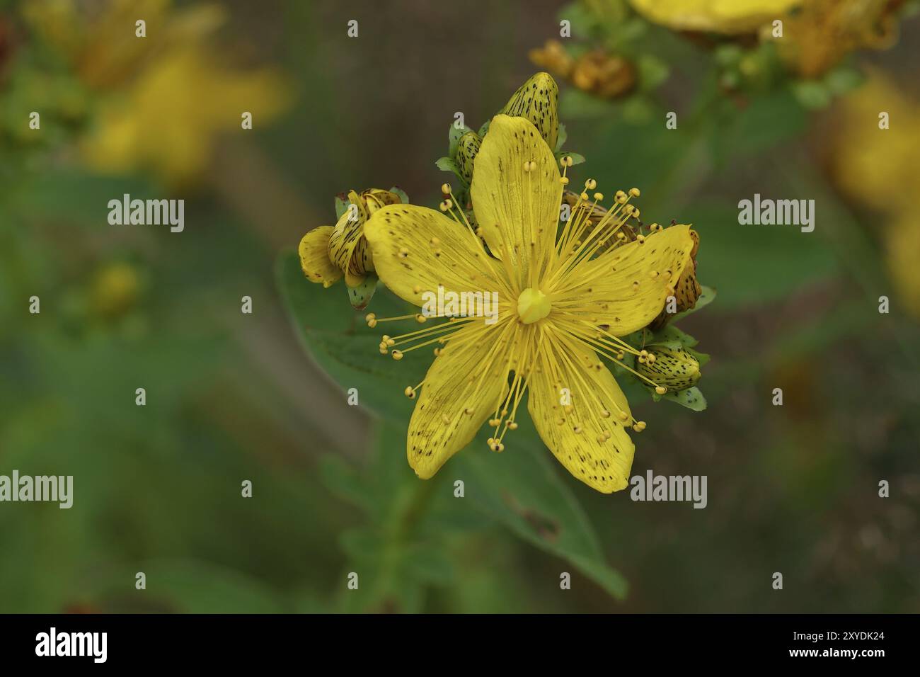 Common St John's wort (Hypericum perforatum), spotted St John's wort or ...